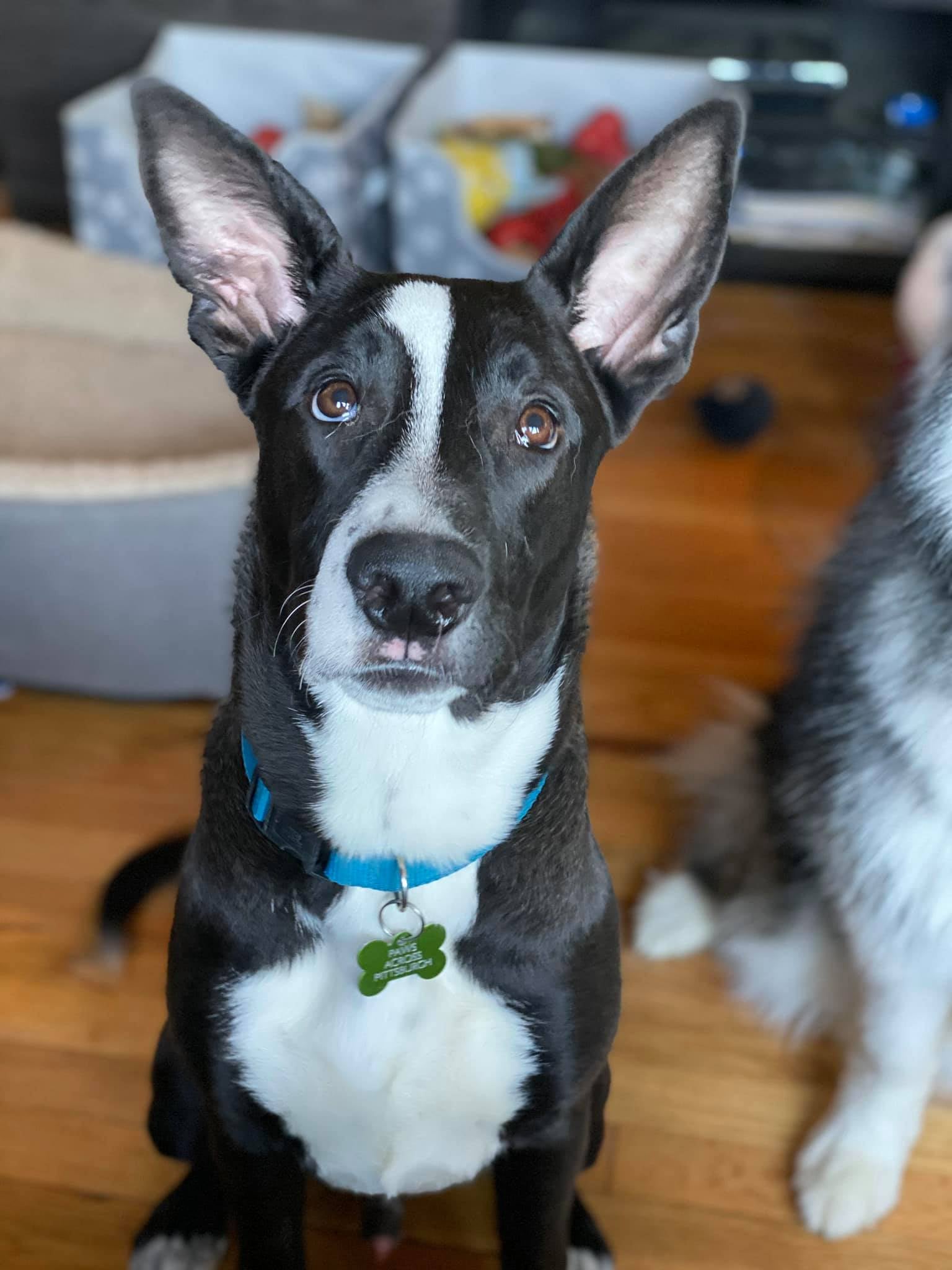 Loki | salted caramel cheesecake | Roll Over Rolled Ice Cream